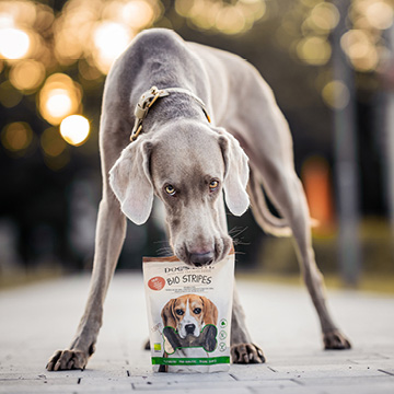 Organic Dog Treats – Healthy Snacks for All Ages