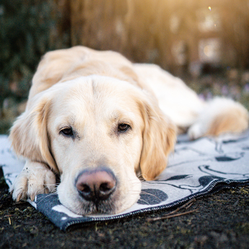 Cadeaux de Haute Qualité pour Chiens – Couvertures et Jouets